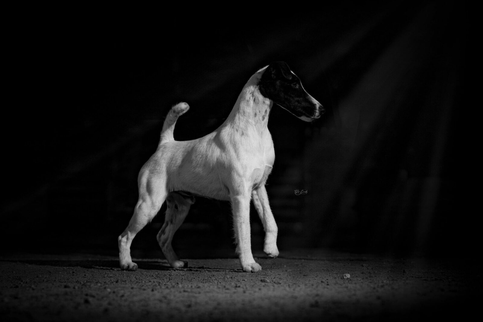 Better Breeder Certification | Better Breeder Institute