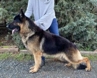 German Shepherd Breeders Near Me | Breeder Directory