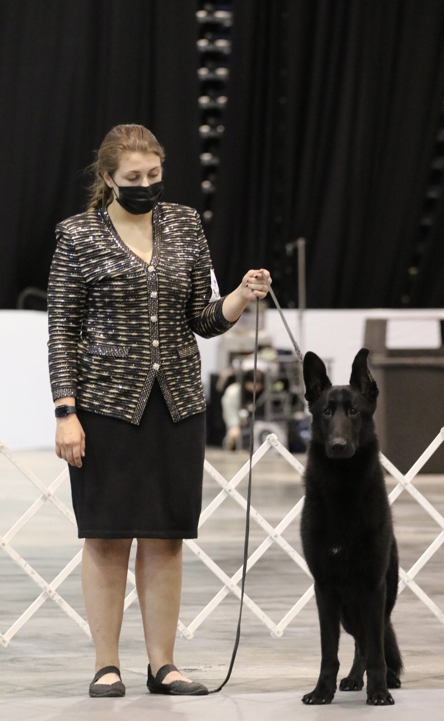 German Shepherd Breeders Near Me | Breeder Directory