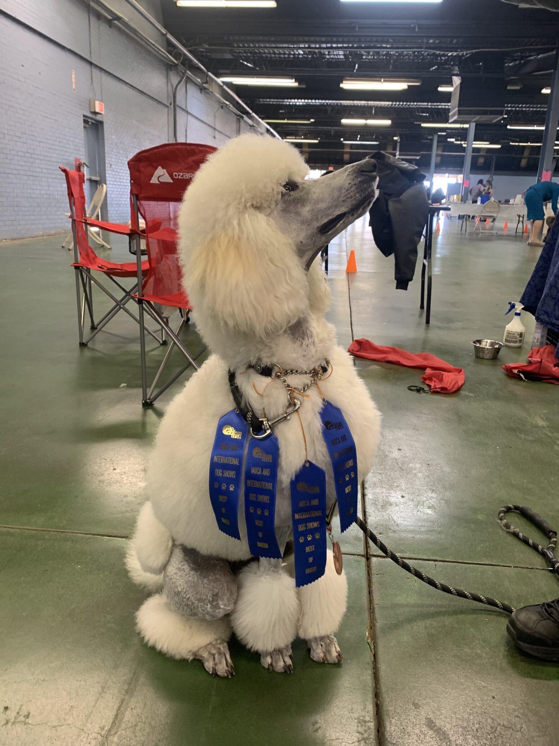 Hightopp Standard Poodles – Better Breeder Institute