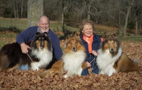 Rough & Smooth Collie Breeders Near Me | Better Breeder Directory