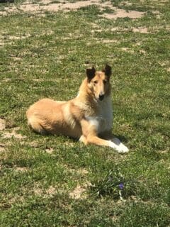 Rough & Smooth Collie Breeders Near Me | Better Breeder Directory