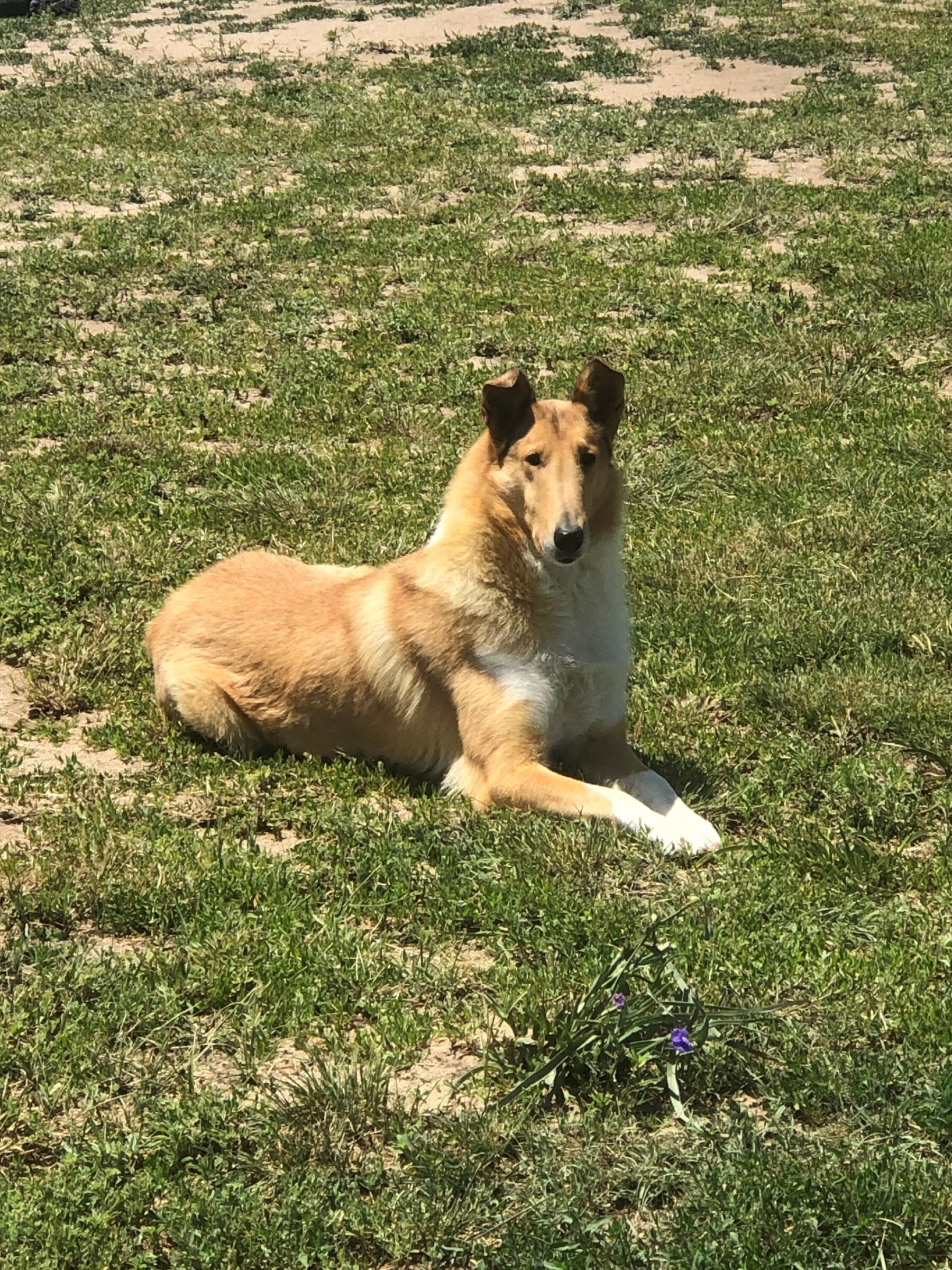 Rough & Smooth Collie Breeders Near Me | Better Breeder Directory