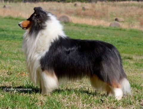 Rough & Smooth Collie Breeders Near Me | Better Breeder Directory