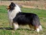 Rough & Smooth Collie Breeders Near Me | Better Breeder Directory