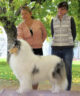 Rough & Smooth Collie Breeders Near Me | Better Breeder Directory