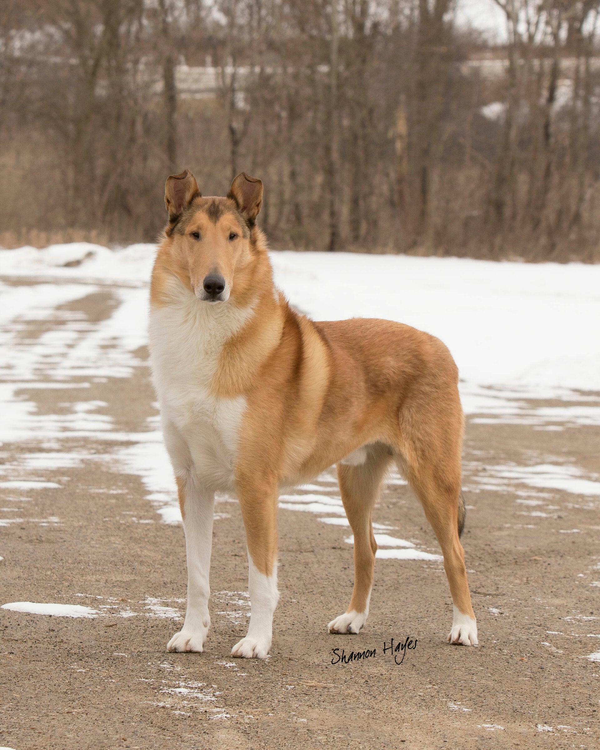 Tango Collies – Better Breeder Institute