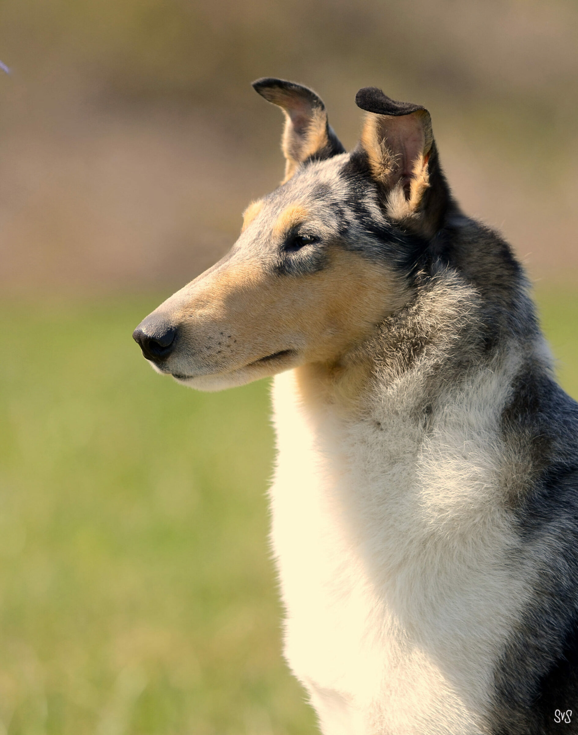 Headline Collies | Michigan Rough & Smooth Collie Breeder