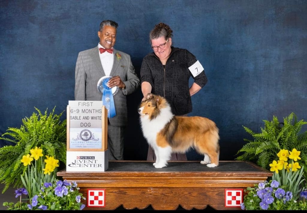 Shetland Sheepdog (Sheltie) Breeders Near Me | Breeder Directory