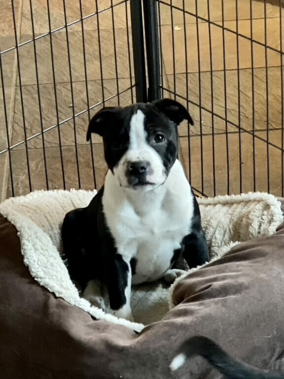 Moonstruck Staffords | Maryland Staffordshire Bull Terrier Breeder