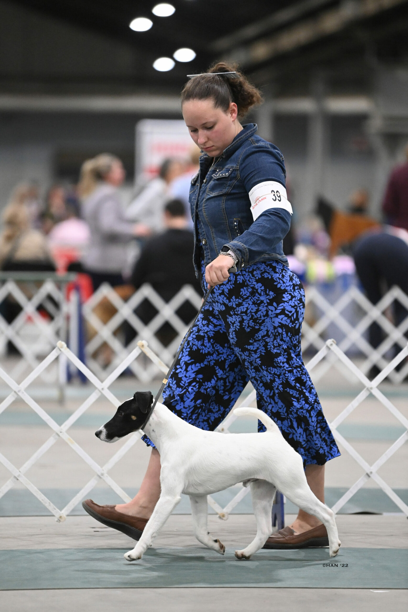 CH Misty Hollow Decorum Above The Clouds – Better Breeder Institute