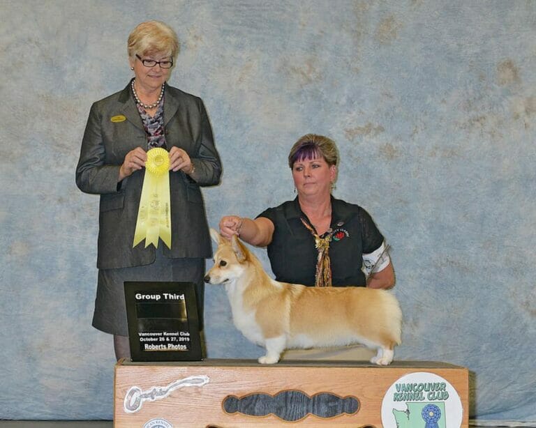 Timberside Corgis | Oregon Pembroke Welsh Corgi Breeder