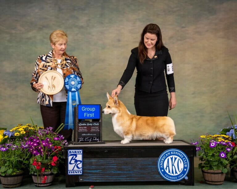 Pembroke Welsh Corgi Breeders Near Me | Breeder Directory