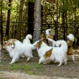 Rough & Smooth Collie Breeders Near Me | Better Breeder Directory