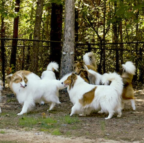 Rough & Smooth Collie Breeders Near Me | Better Breeder Directory