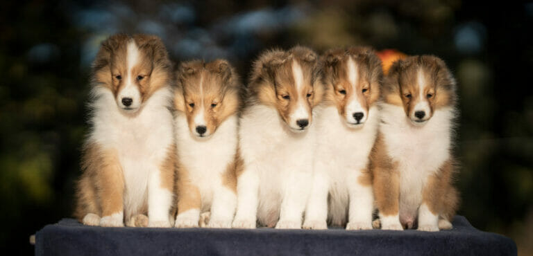 Better Breeder Certification | Better Breeder Institute