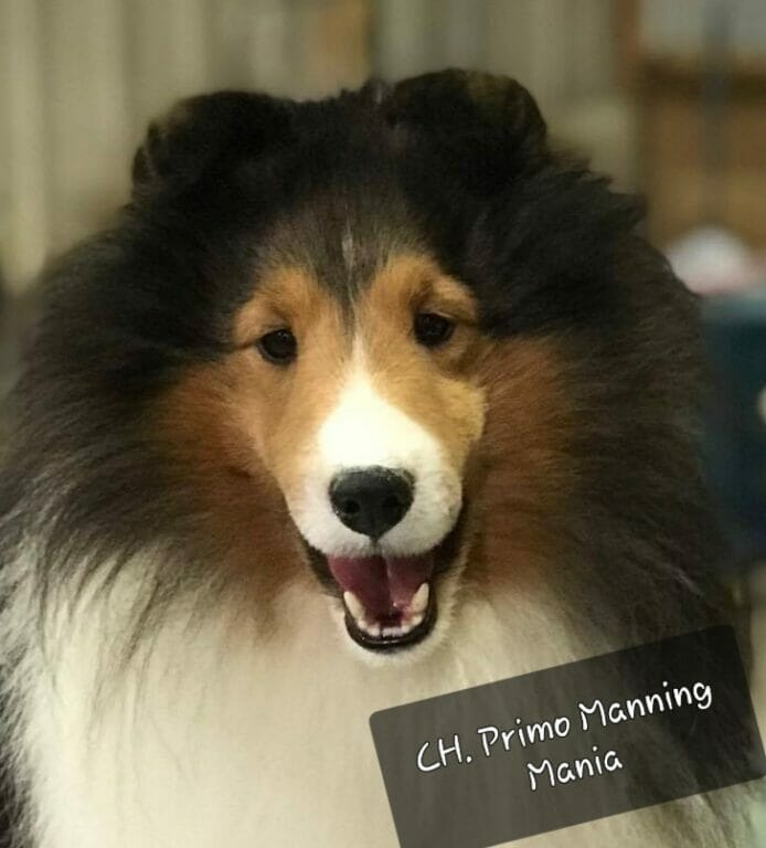 Primo Shelties | California Dog Breeder