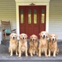 Golden Retriever Breeders Near Me | Breeder Directory