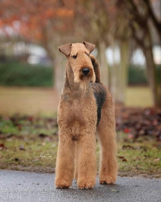 Spindletop Airedales | Texas Airedale Breeder