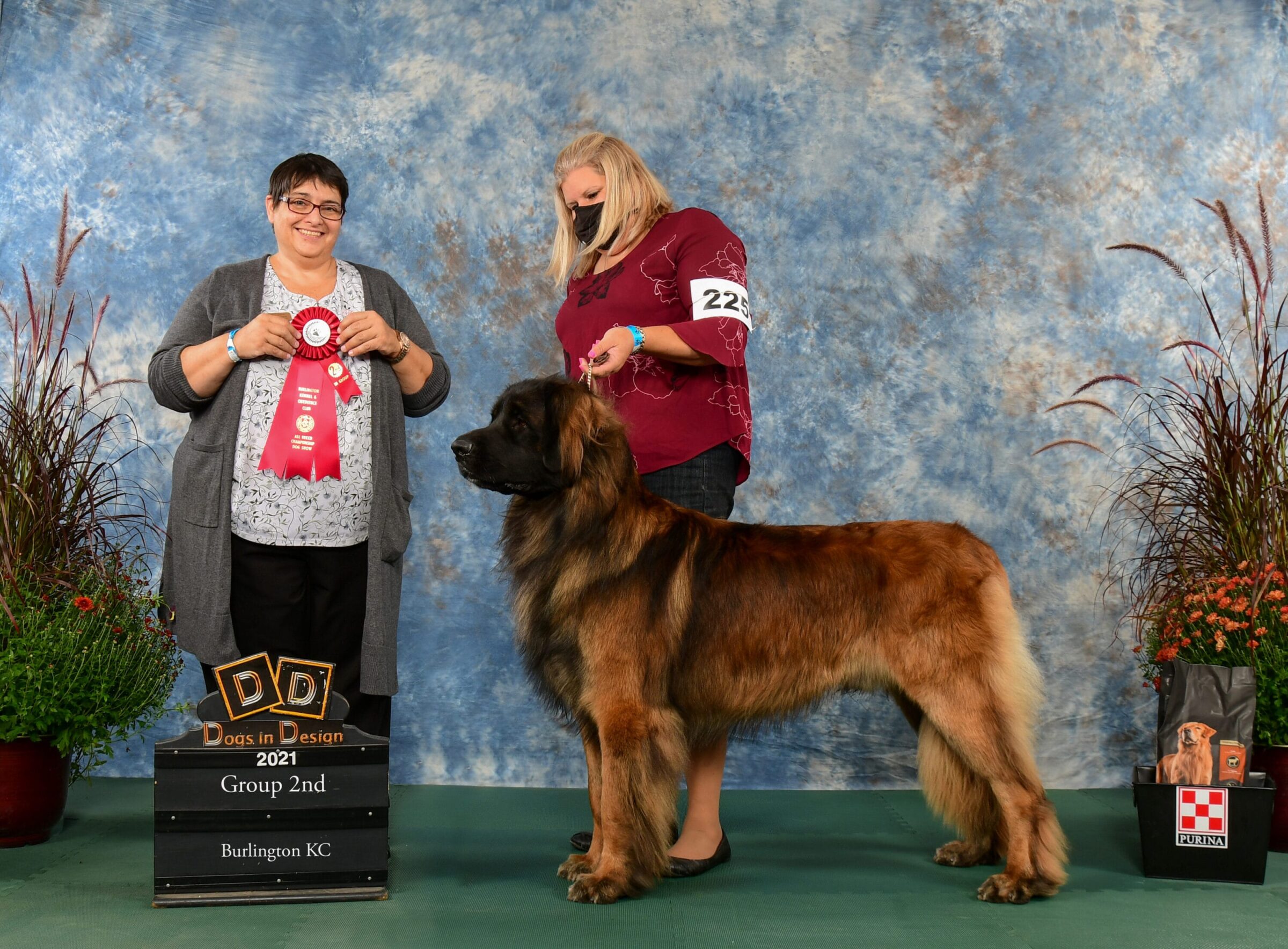 Disguise Leonbergers | Ontario Leonberger Breeder