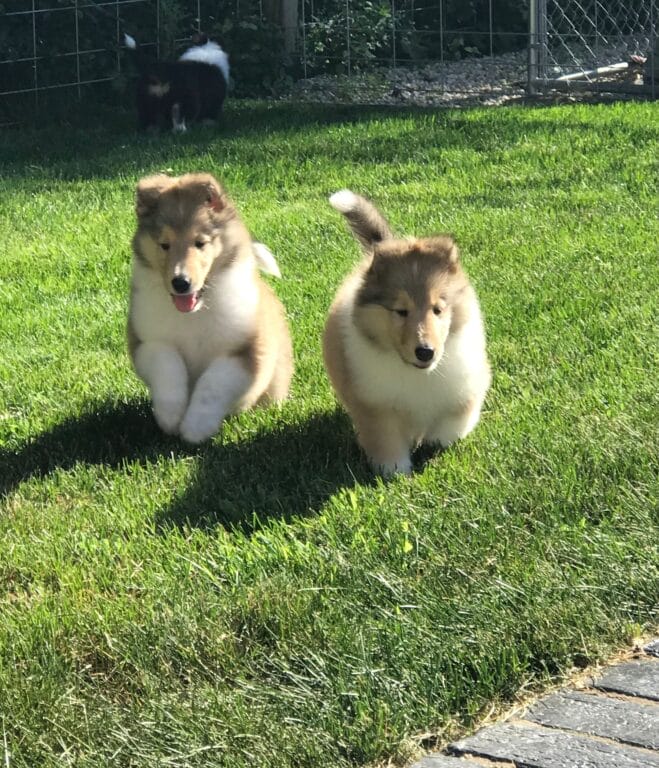 Cherokee Collies | Illinois Collie Breeder