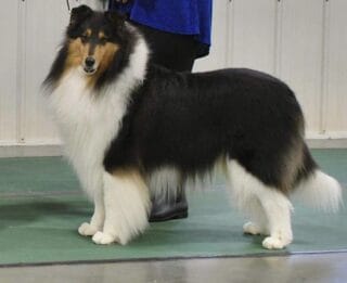 Rough & Smooth Collie Breeders Near Me