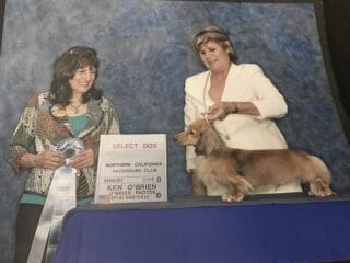 Dachshund Breeders Near Me | Better Breeder Directory