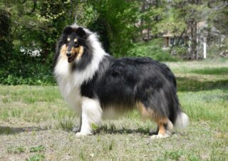 Rough & Smooth Collie Breeders Near Me | Better Breeder Directory