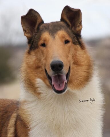Rough & Smooth Collie Breeders Near Me | Better Breeder Directory