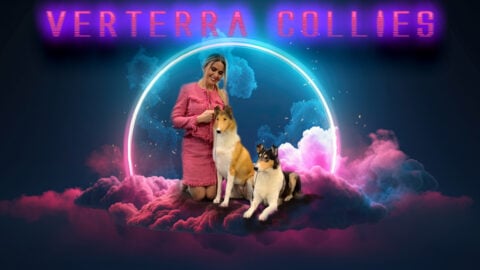 Rough & Smooth Collie Breeders Near Me | Better Breeder Directory