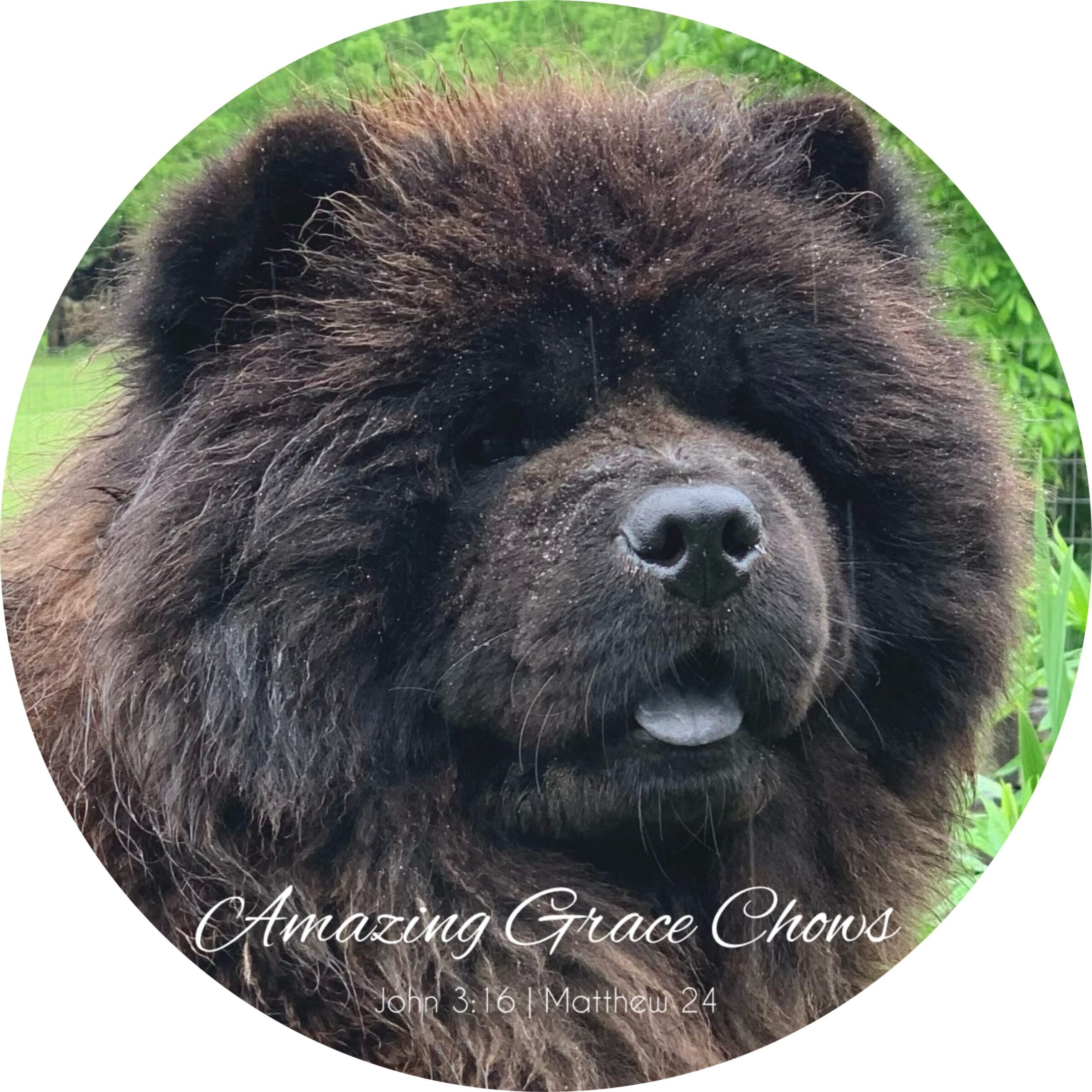 AMAZING GRACE CHOWS | Missouri Chow Chow Breeder