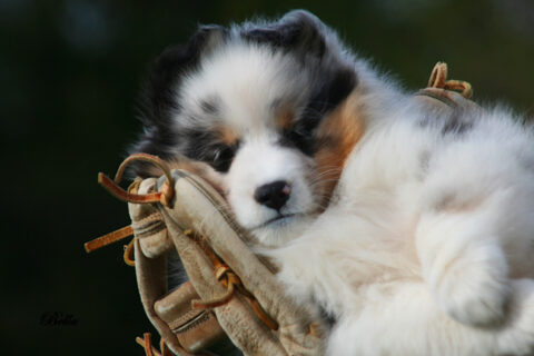 Belmark Shetland Sheepdogs | Ohio Sheltie Breeder