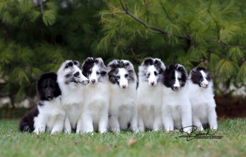 Belmark Shetland Sheepdogs | Ohio Sheltie Breeder