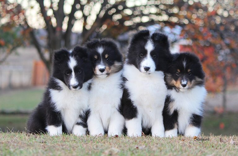 Belmark Shetland Sheepdogs | Ohio Sheltie Breeder