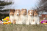 Belmark Shetland Sheepdogs | Ohio Sheltie Breeder