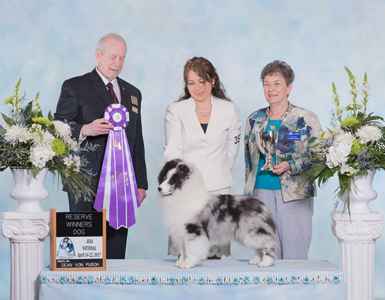 Belmark Shetland Sheepdogs | Ohio Sheltie Breeder