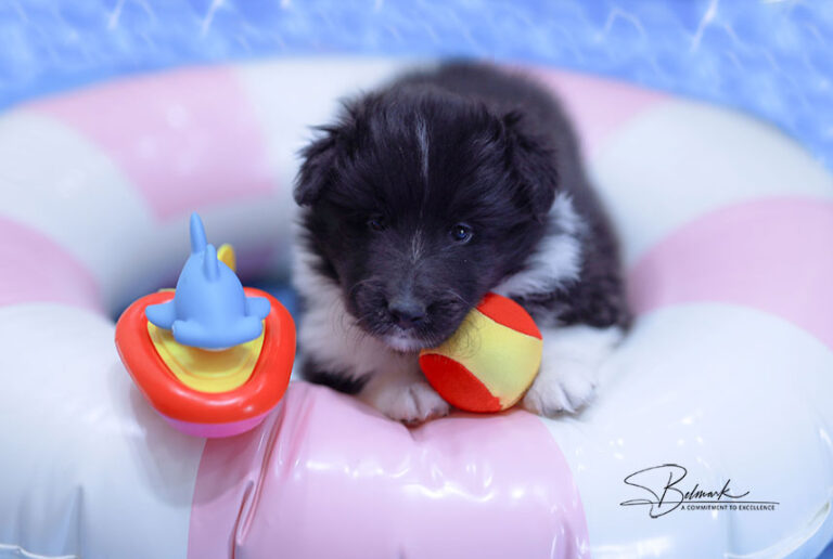 Belmark Shetland Sheepdogs | Ohio Sheltie Breeder